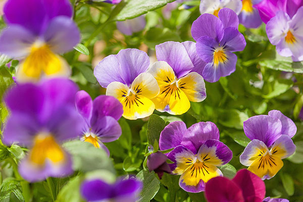 Qu'est-ce qu'une plante annuelle ? - Gamm vert