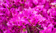 Bougainvillier Plantation Entretien Et Taille Jardiland Bougainvillier Plantation Entretien Et Taille Jardiland