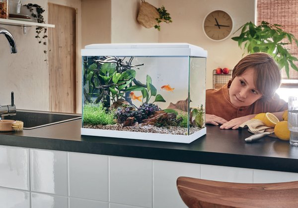 Quels poissons choisir pour un aquarium d'eau froide ? - Gamm vert