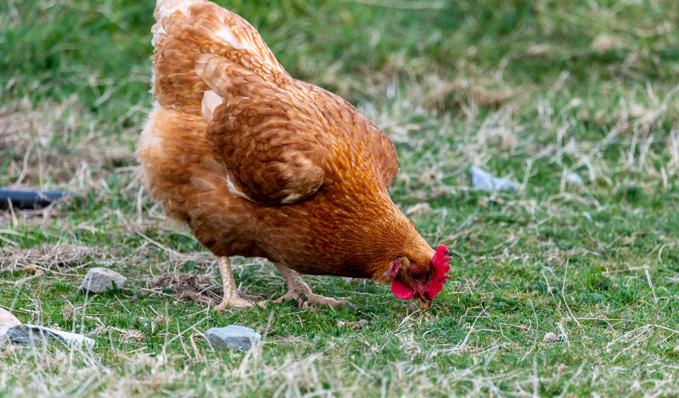 Criando gallinas ponedoras - Jardiland