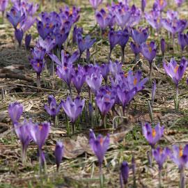 Crocus à safran - Gamm vert