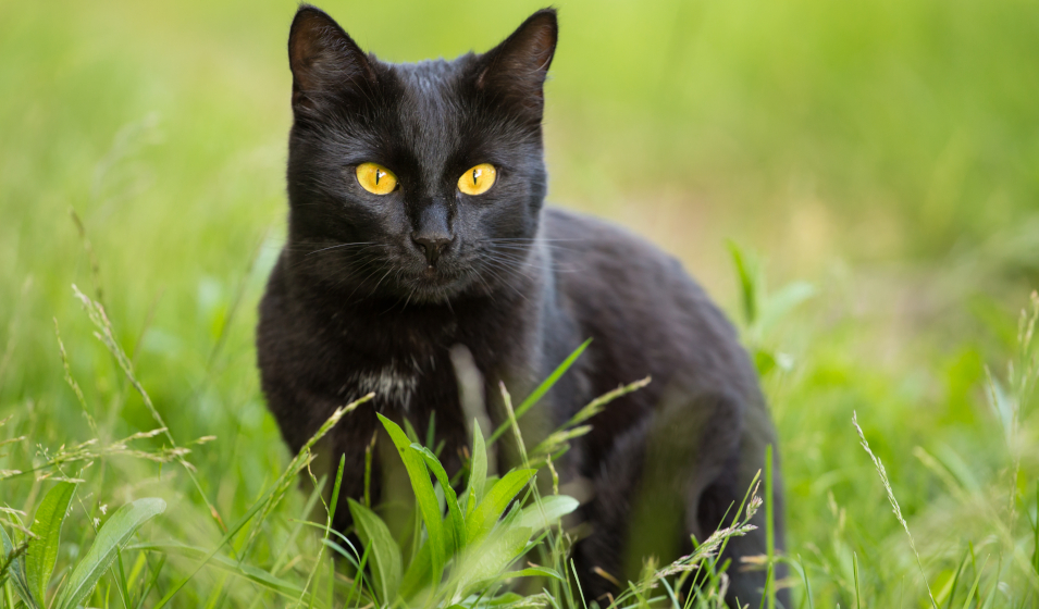 Comment bien choisir la pâtée pour chat ? - Jardiland