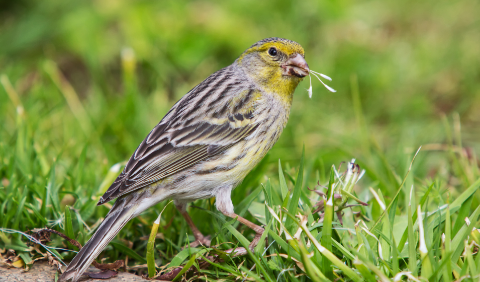 Le canari Timbrado - Jardiland