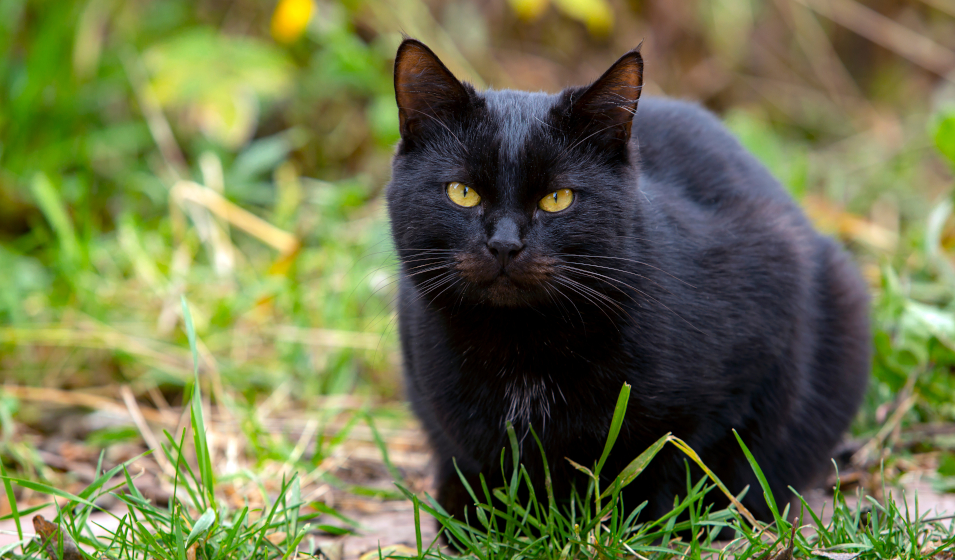 Comment reconnaître et éliminer les parasites du chat ? - Jardiland