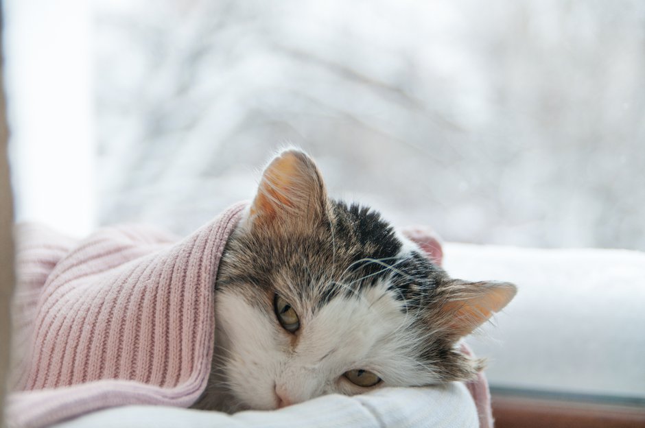 Comment savoir si mon chat a froid en hiver ? - Gamm vert