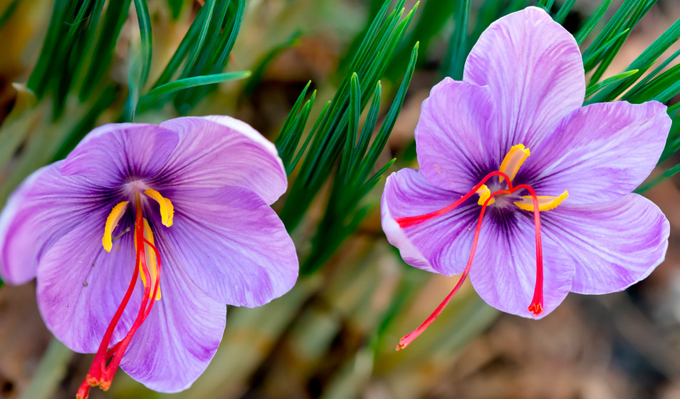 Crocus à safran : plantation, culture et récolte - Jardiland
