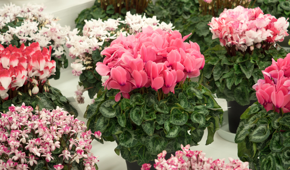 Mini ciclamen: plantación, cuidados y poda - Jardiland