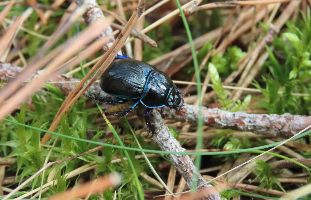 Le scarabée : ami ou ennemi du jardinier ? - Jardiland