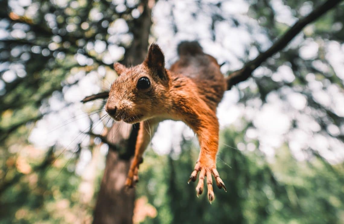 Top 9 des photos d’écureuils les plus drôles d’Instagram ! - Jardiland