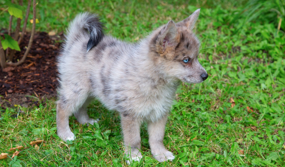 Pomsky : caractère, alimentation et santé - Jardiland