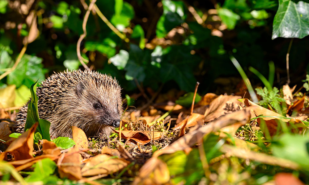 Hérisson : 5 dangers insoupçonnés du jardin - Jardiland
