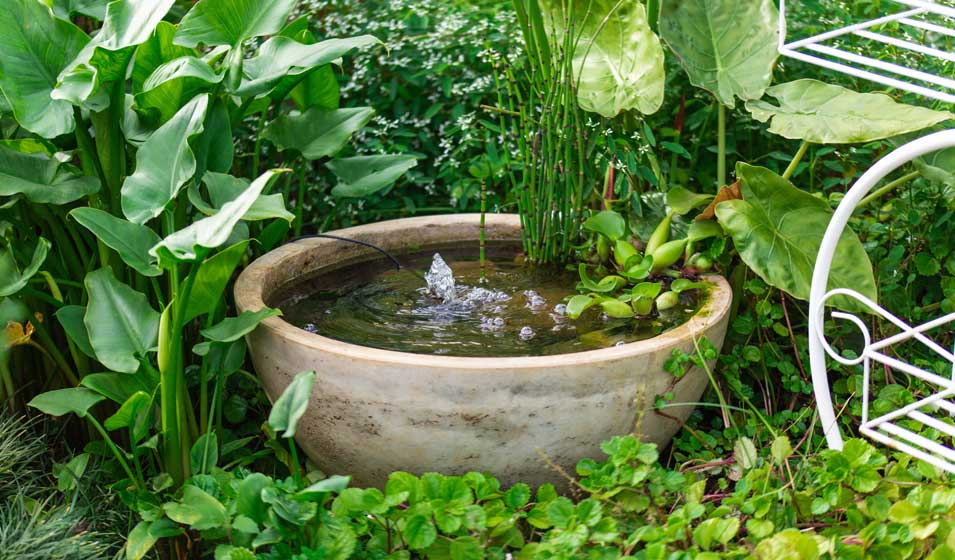 5 idées de mini bassins originaux pour égayer son jardin - Jardiland