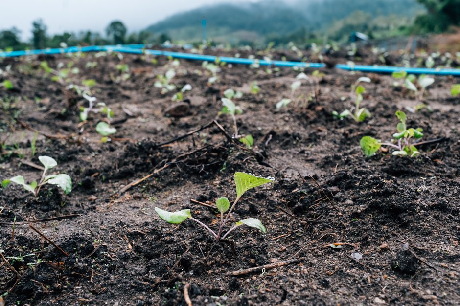 Comment planter le chou rouge ? - Gamm vert
