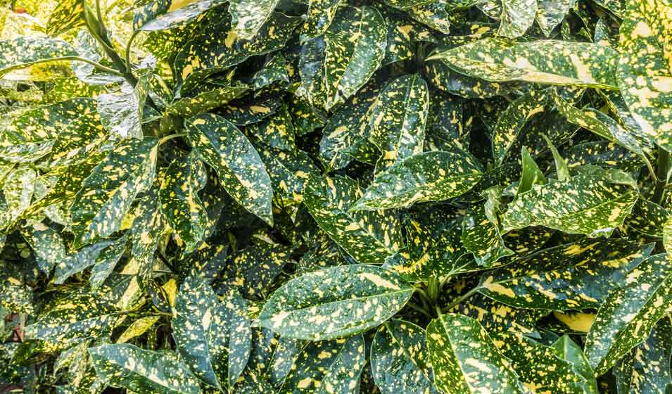 Les 3 types de feuillages : caduc, persistant, marcescent - Jardiland