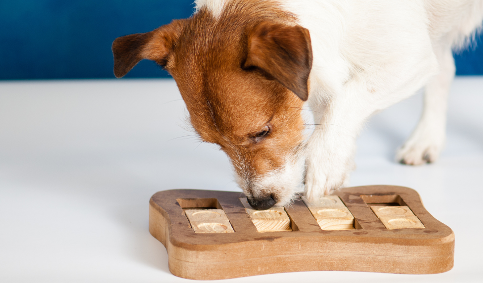 5 juegos para divertirte con tu perro dentro de casa - Jardiland