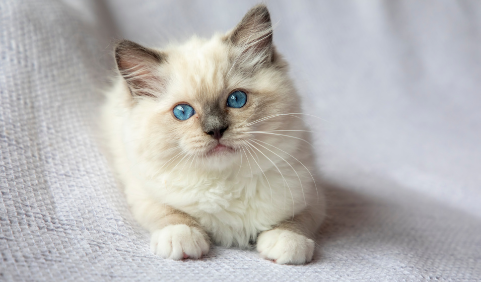 Ragdoll : caractère, santé et alimentation - Jardiland