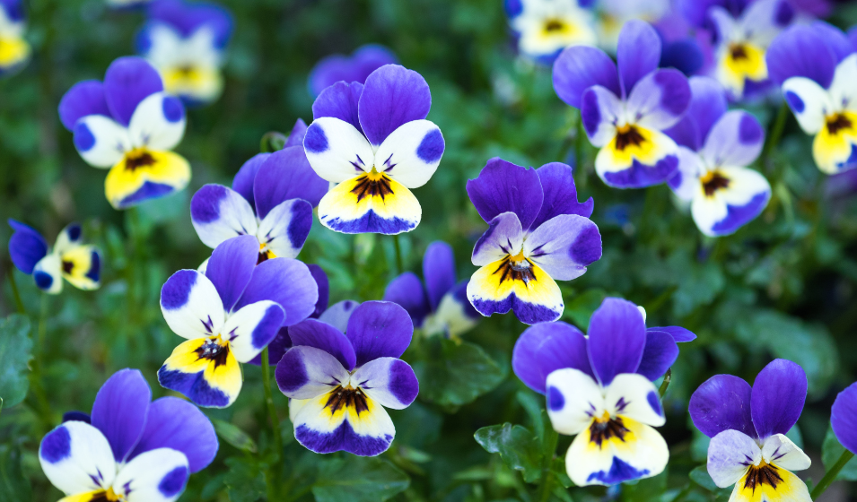 La Clasificación De Las Plantas: Anuales, Bienales Y Ups, Se Ha