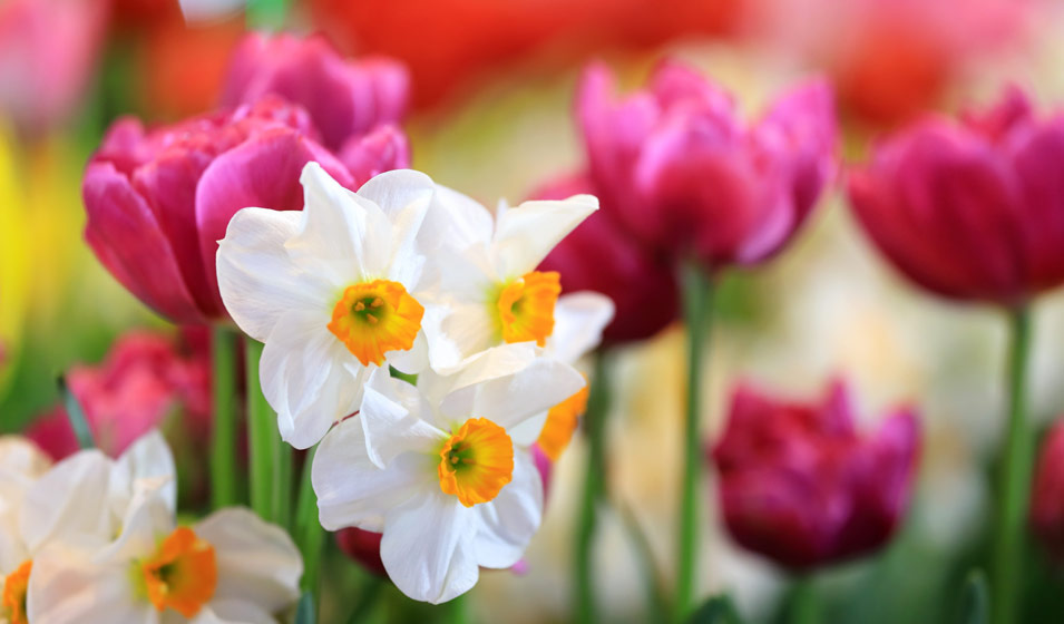 Calendrier des fleurs de saison - Jardiland