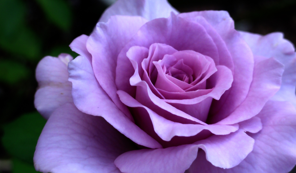 Las rosas hablan con su color - Jardiland