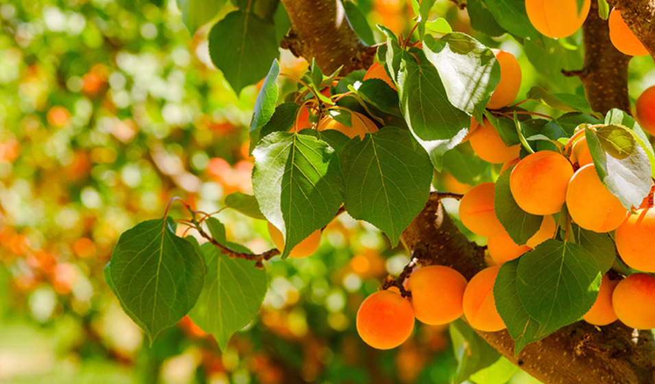 ¿Cómo plantar árboles frutales y arbustos? - Jardiland