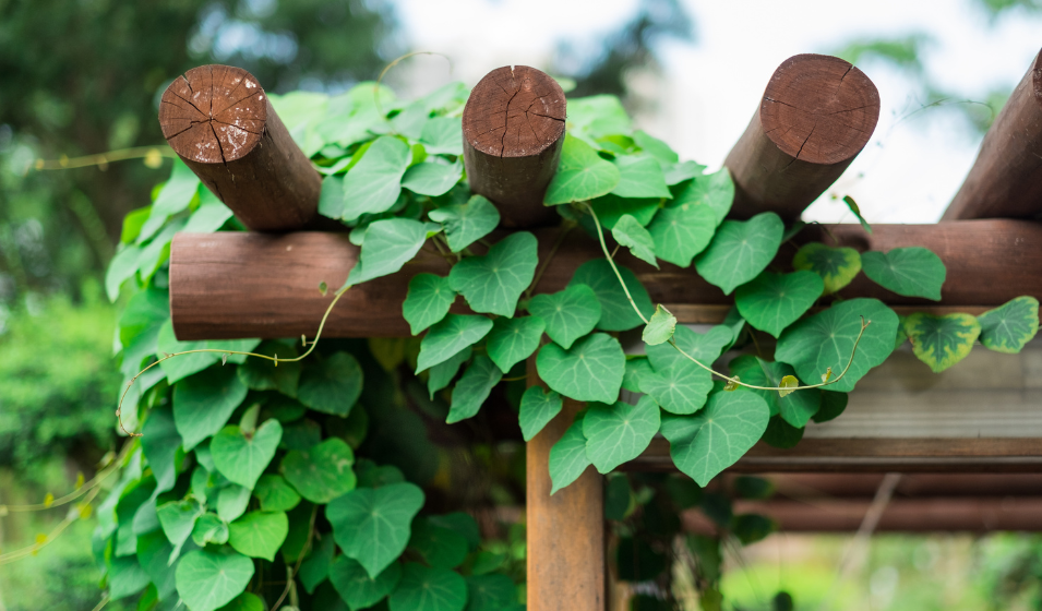 ¿Qué plantas trepadoras poner en una pared? - Jardiland