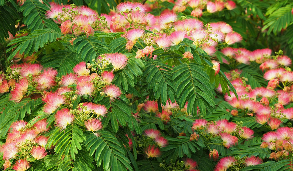 Quand et comment bien tailler l'Albizia ? - Jardiland