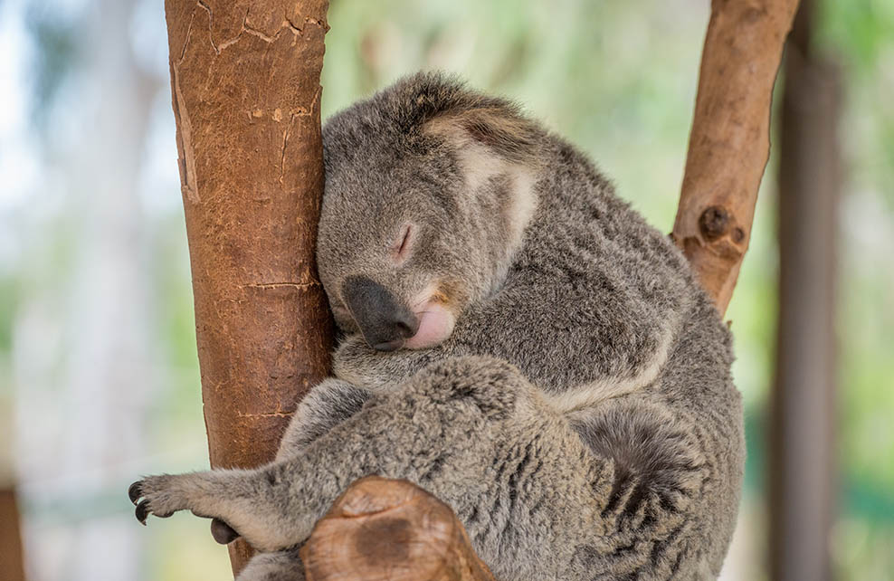 10 animaux aux techniques insolites pour dormir - Jardiland