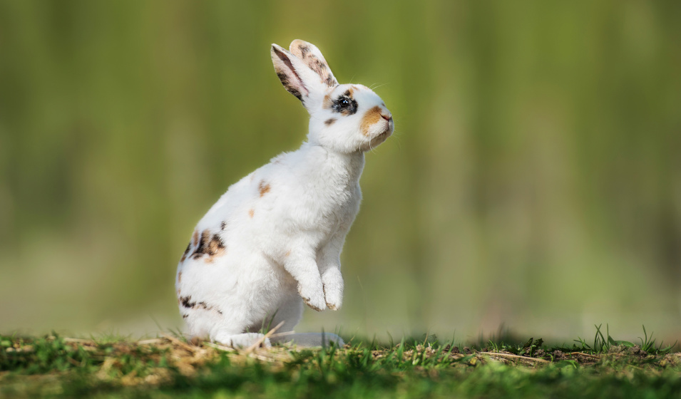 7 races de lapins les plus affectueux - Jardiland