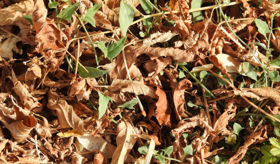 ¿Qué hacer con las hojas secas de mi jardín? - Jardiland