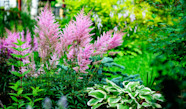 9 Plantes Vivaces Qui Se Plaisent L ombre Jardiland