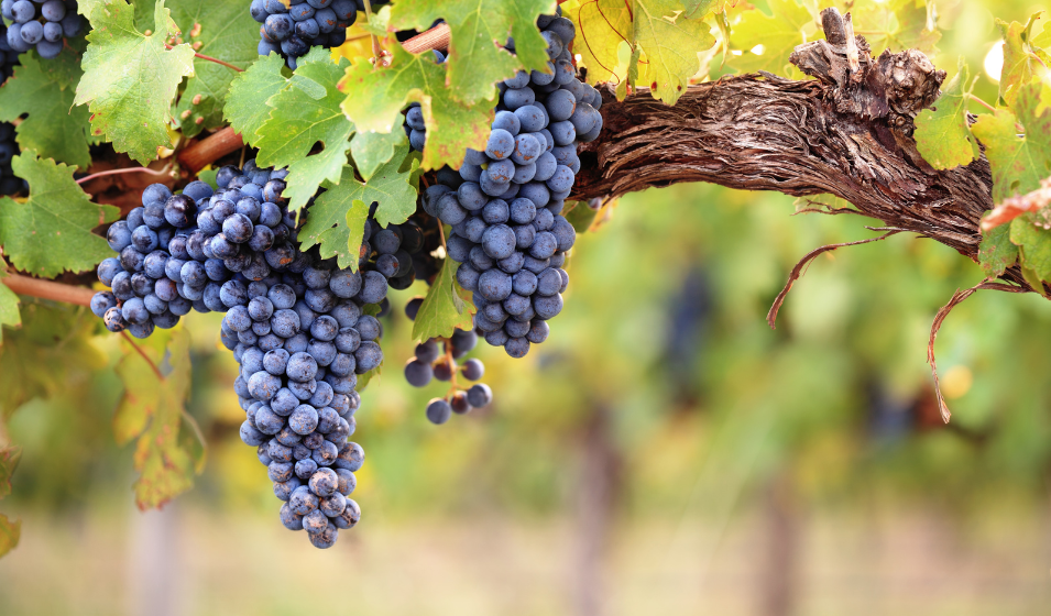 La vid: variedades, plantación y cultivo - Jardiland
