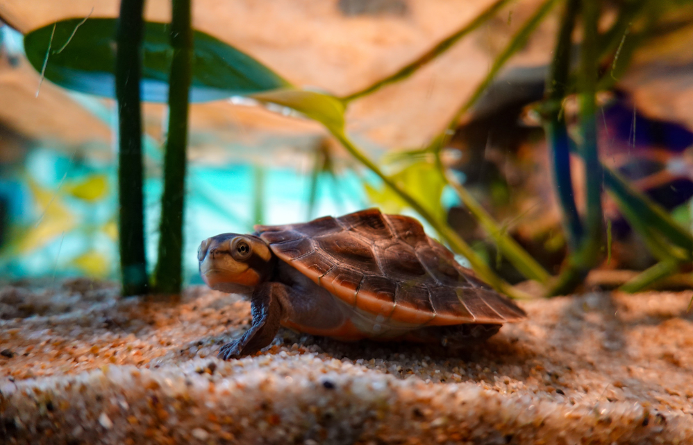 5 animaux autres que les poissons à inviter dans votre aquarium - Jardiland