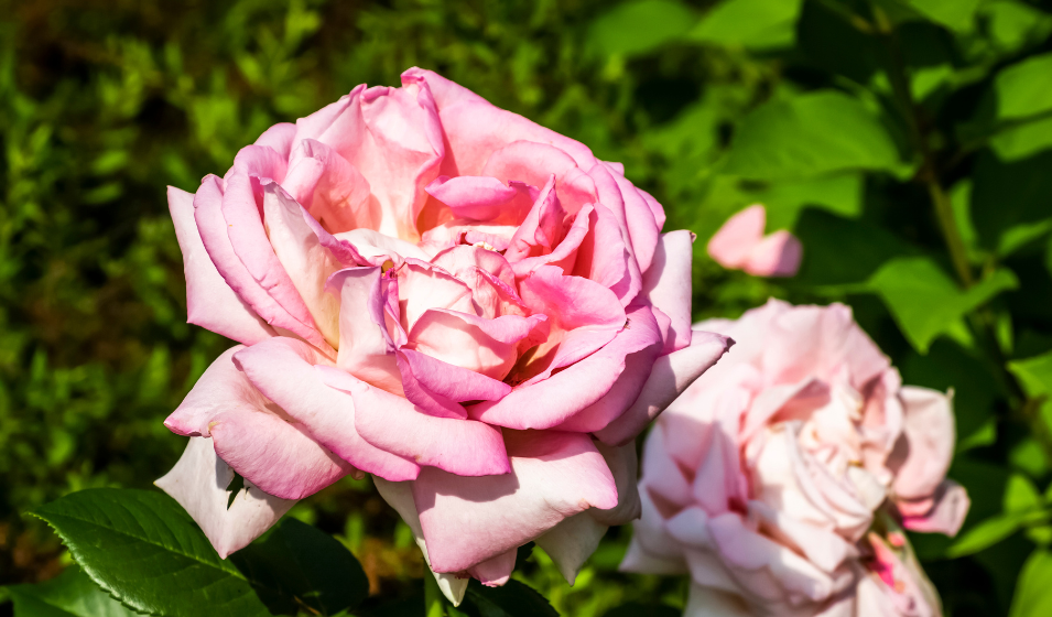 Los rosales - Jardiland