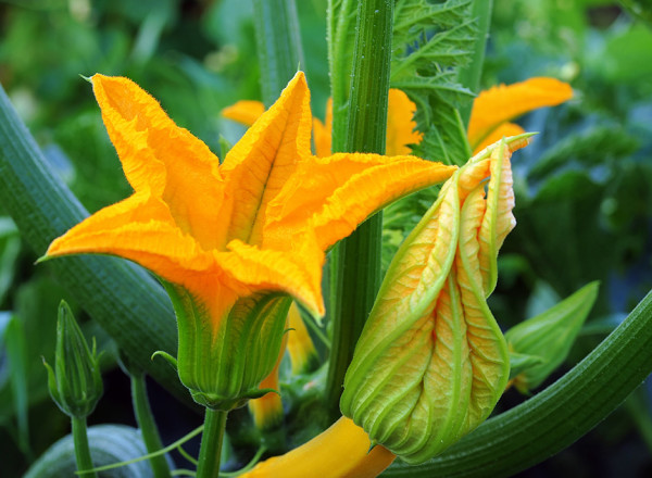 Plante monoïque : définition - Gamm vert