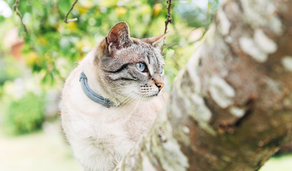 Comment traiter les puces du chat ? - Jardiland