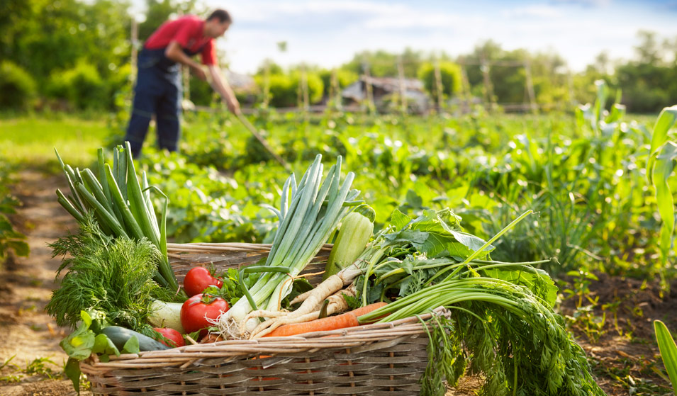 5 façons de dessiner son potager - Jardiland