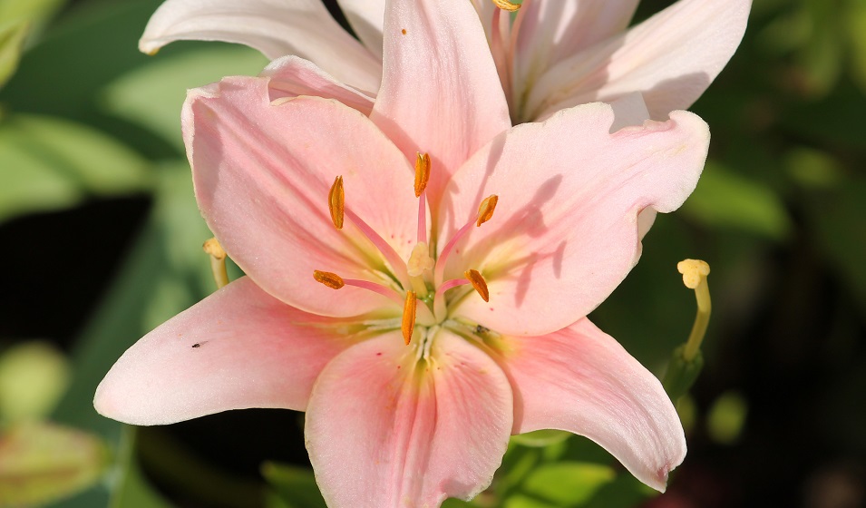 Lis : variétés, plantation, entretien et bienfaits - Jardiland