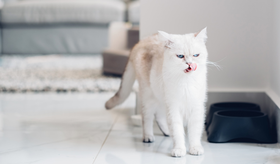 Bi-nutrition du chat : quel est l’intérêt de mixer l’alimentation ...