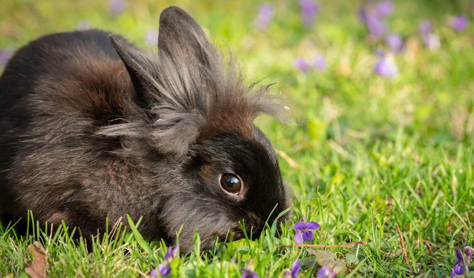 7 races de lapins les plus affectueux - Jardiland