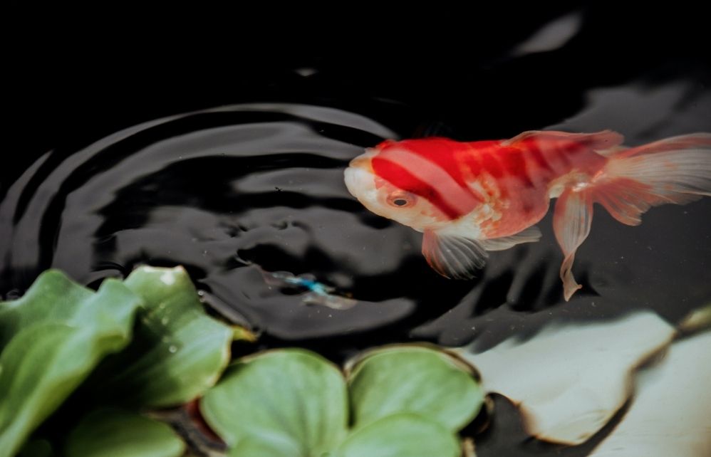 6 bonnes raisons d’adopter des poissons dans son bassin de jardin ...