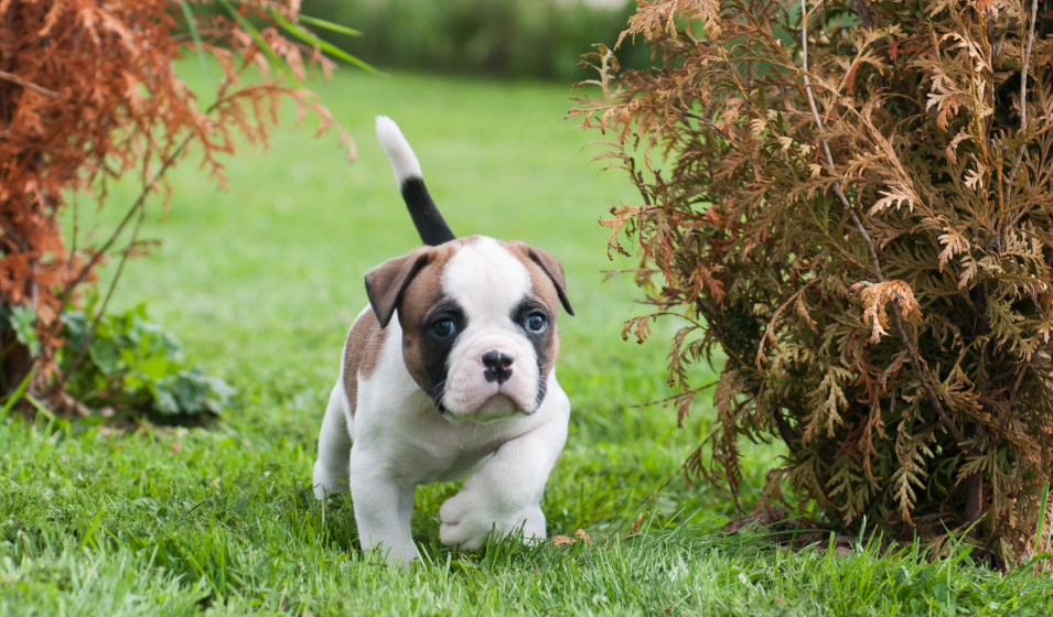 6 astuces pour éduquer un chiot - Jardiland