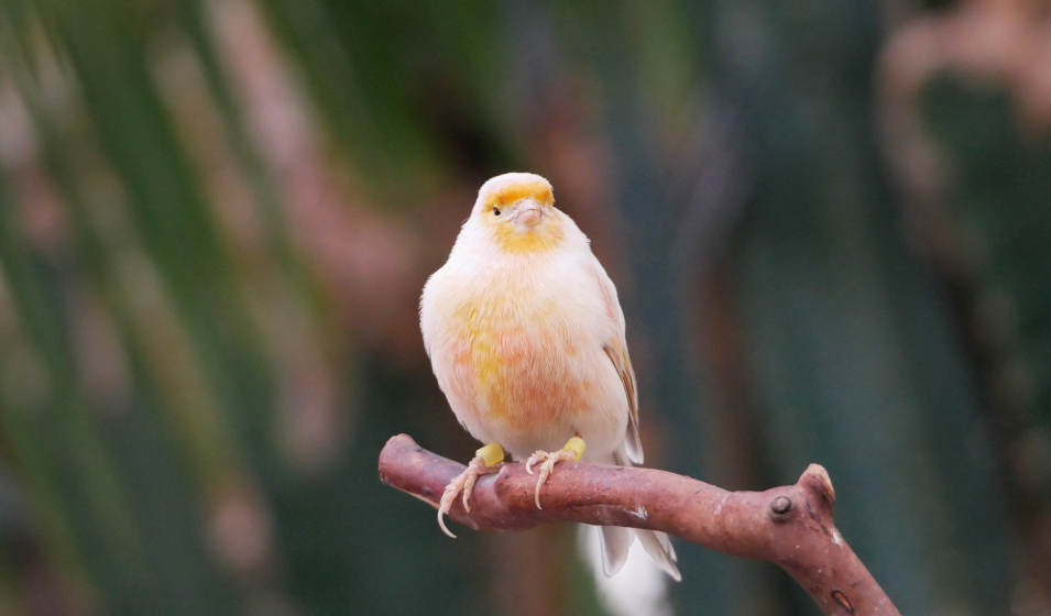 Comment bien nourrir son canari ? - Jardiland