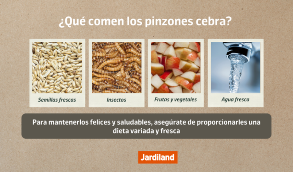 ¿Cómo cuidar un pinzón cebra? - Jardiland