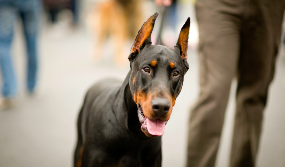Top 10 perros guardianes - Jardiland