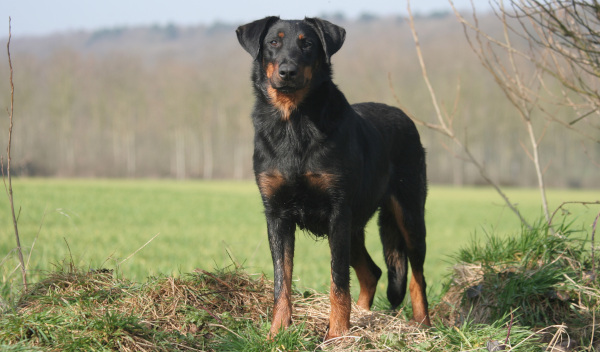 Beauceron : caractère, éducation et alimentation - Jardiland
