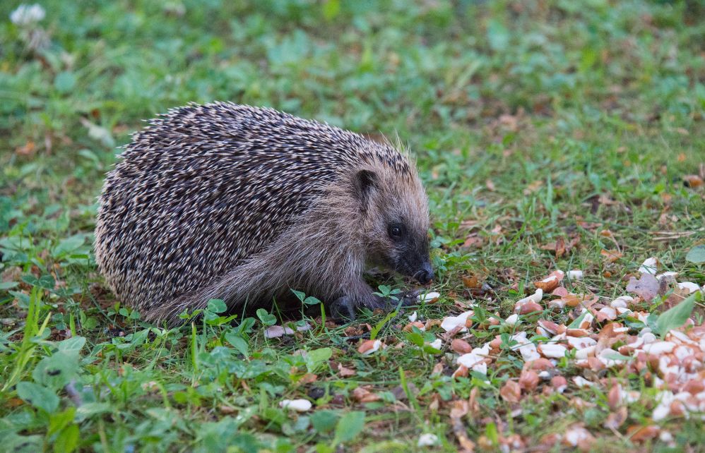 Top 5 des mets favoris du hérisson au jardin - Jardiland
