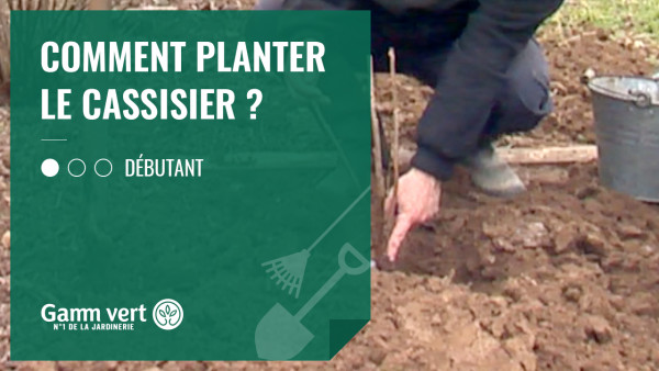 Tuto : Comment planter un cassissier en racines nues ? - Gamm vert