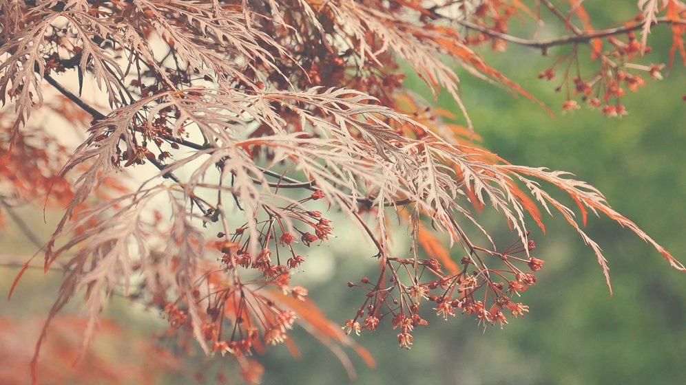 Cultiver un érable en pot sur son balcon - Jardiland