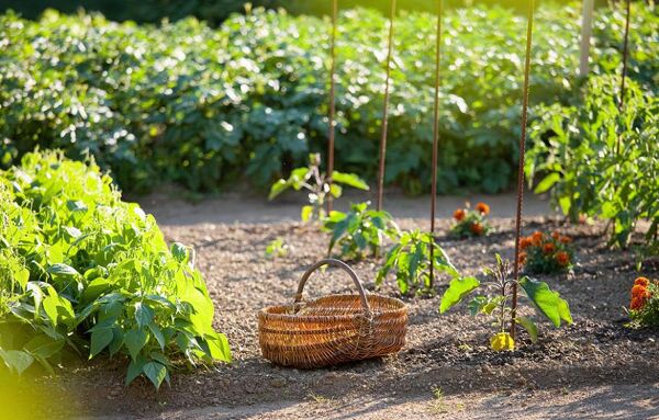 Quels fruits cultiver au bord de mer ? - Gamm vert