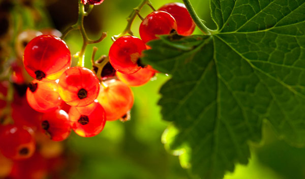 Groseillier : variétés, plantation et culture - Jardiland